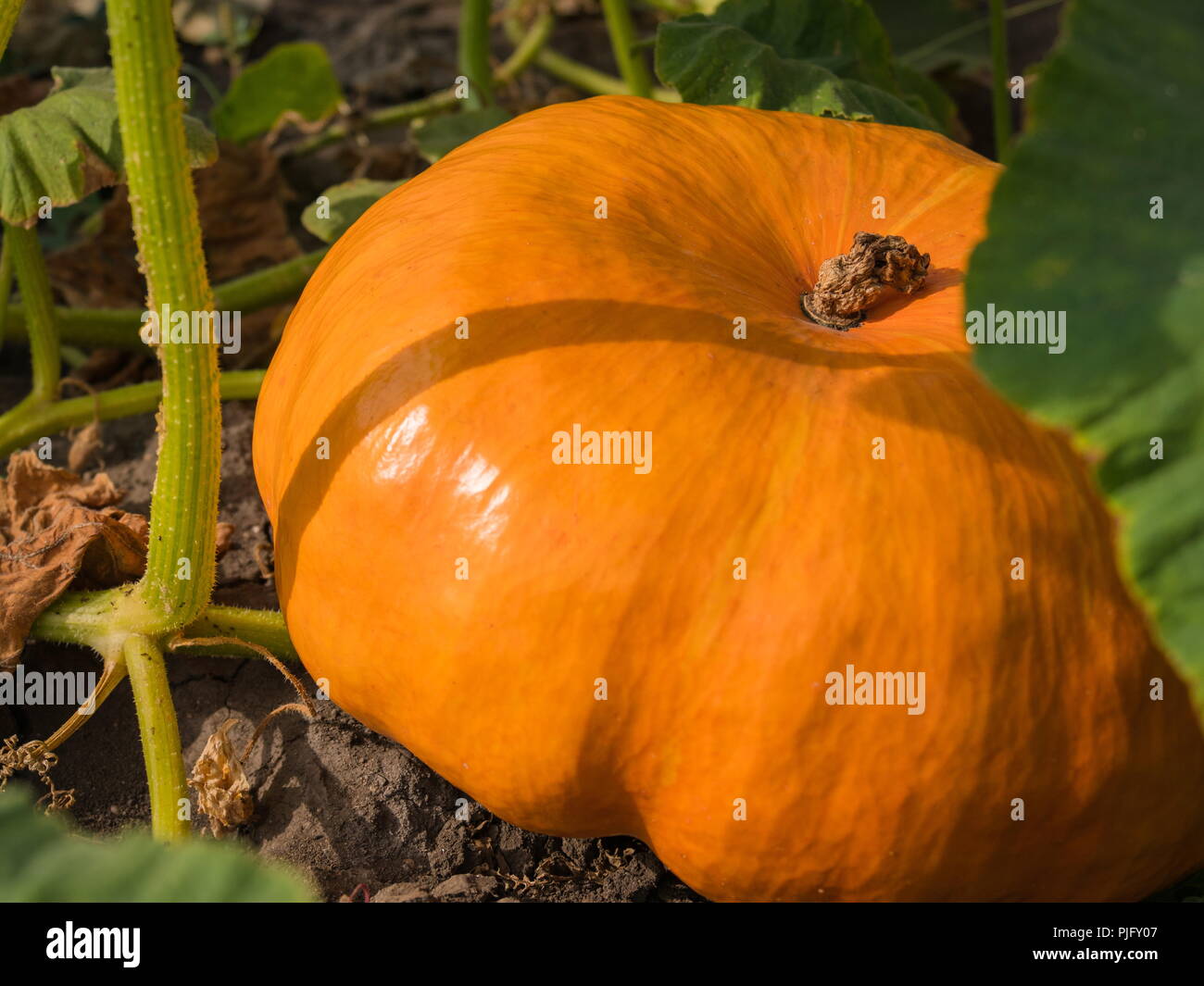 Pumpkin growing in the vegetable garden Stock Photo - Alamy