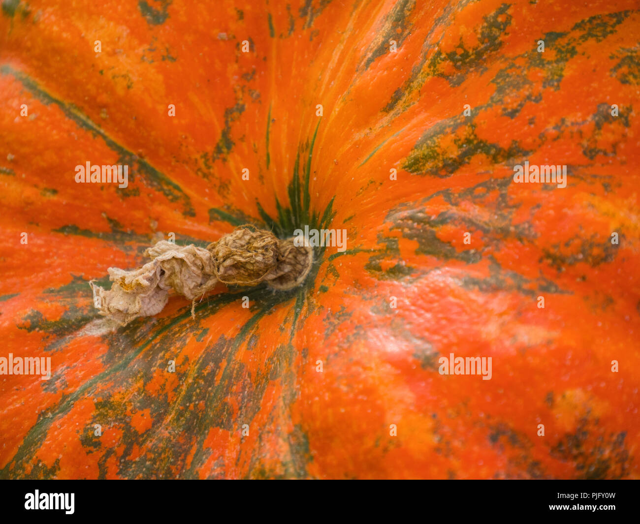 Orange pumpkin texture. Close up Stock Photo - Alamy