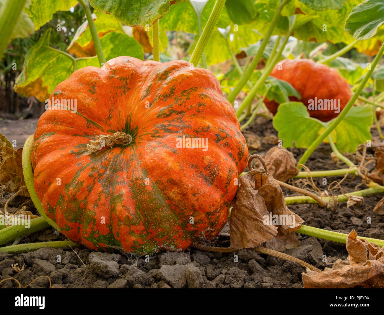 Field ripe pumpkins growing hi-res stock photography and images - Alamy