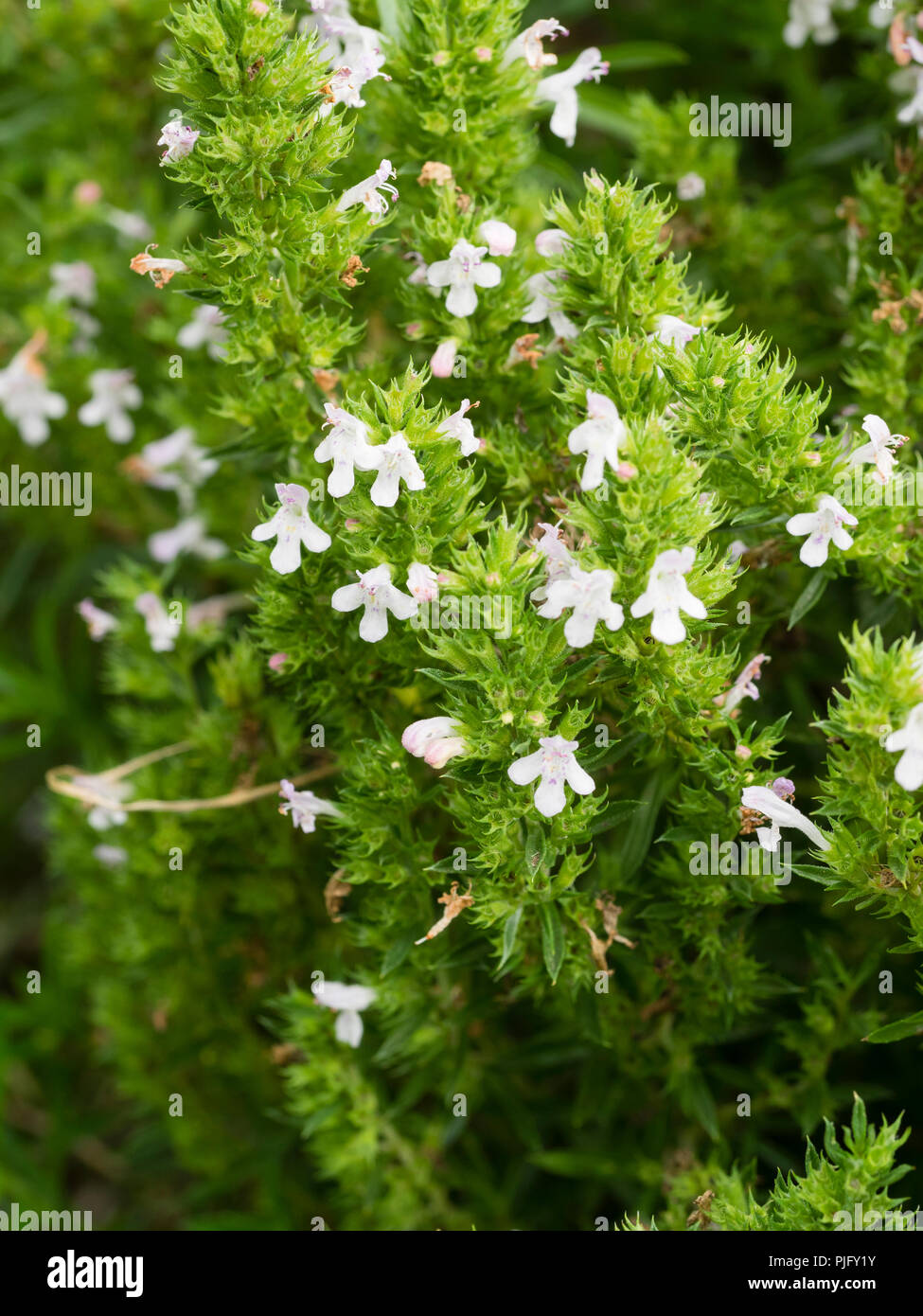 Winter Savory Herb