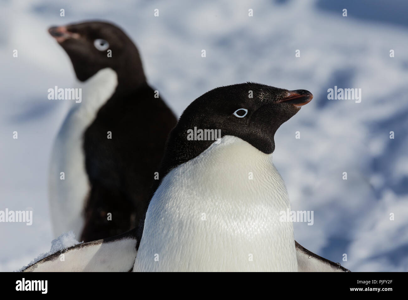 Casey station hi-res stock photography and images - Alamy