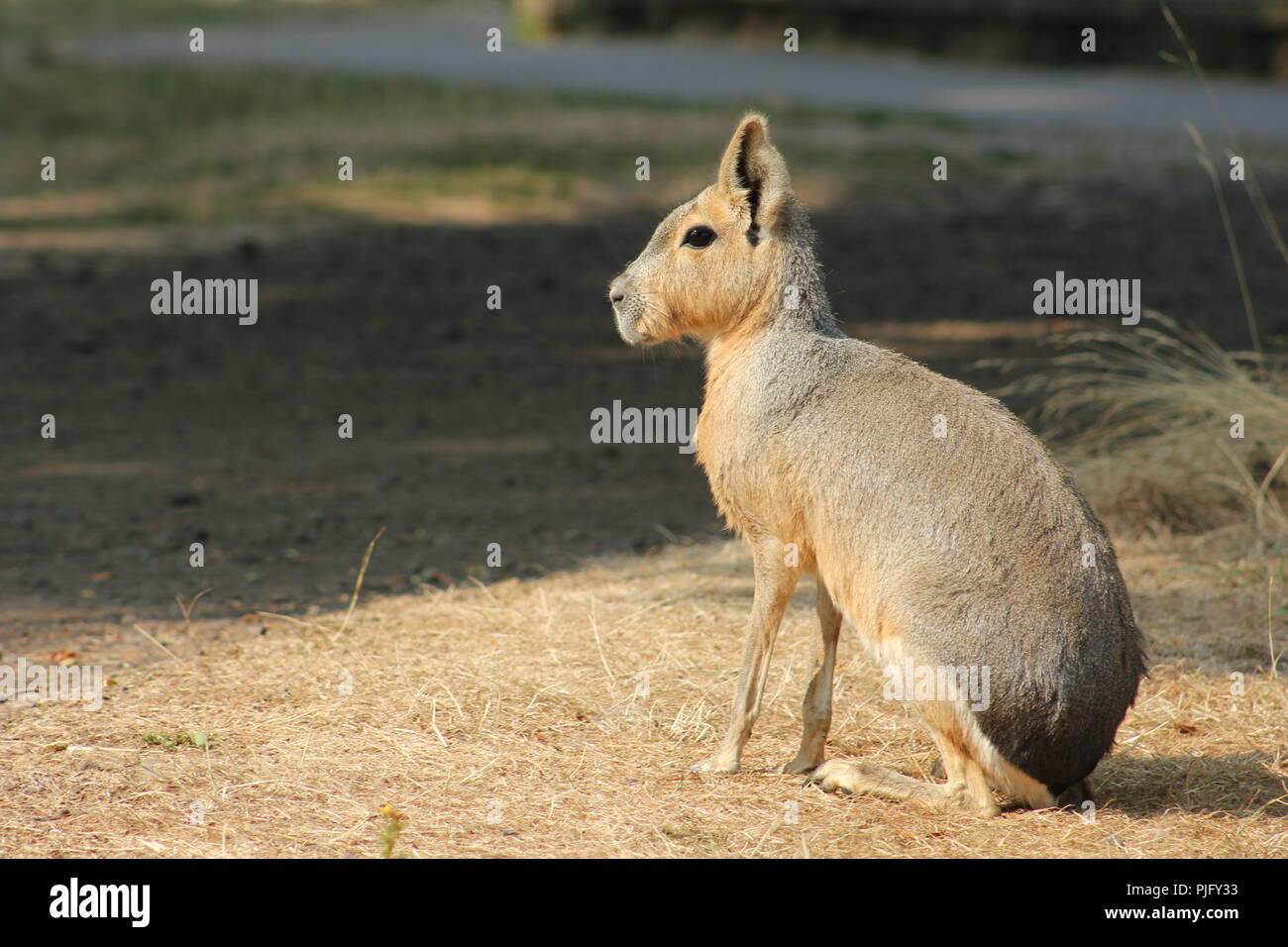 Cavy hi-res stock photography and images - Alamy