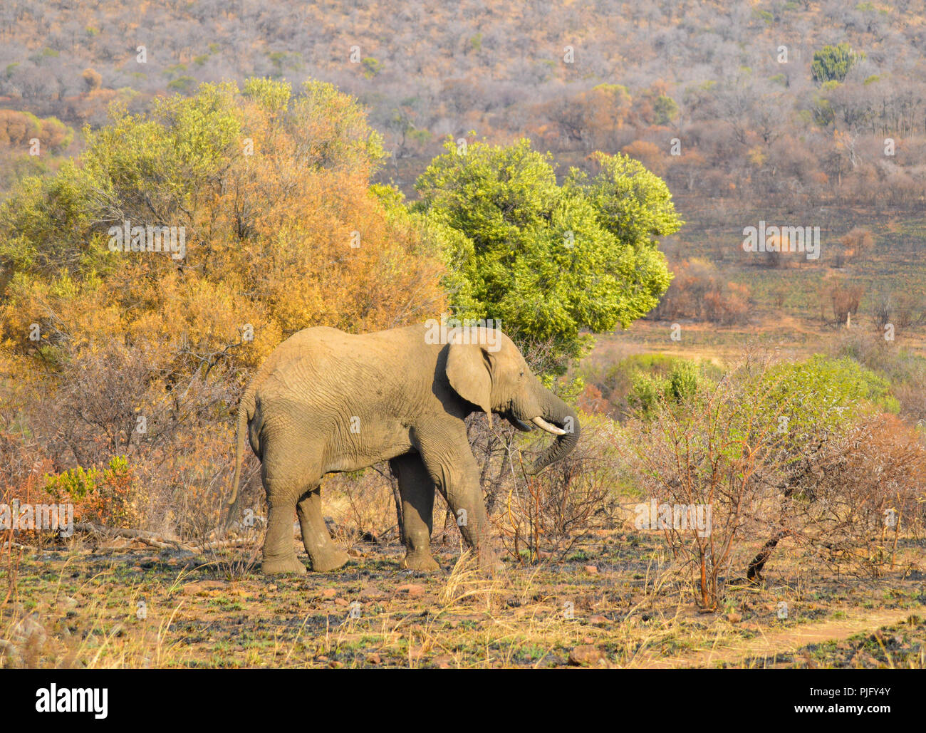 Male bull musth elephant walking alone in North Kruger national park ...