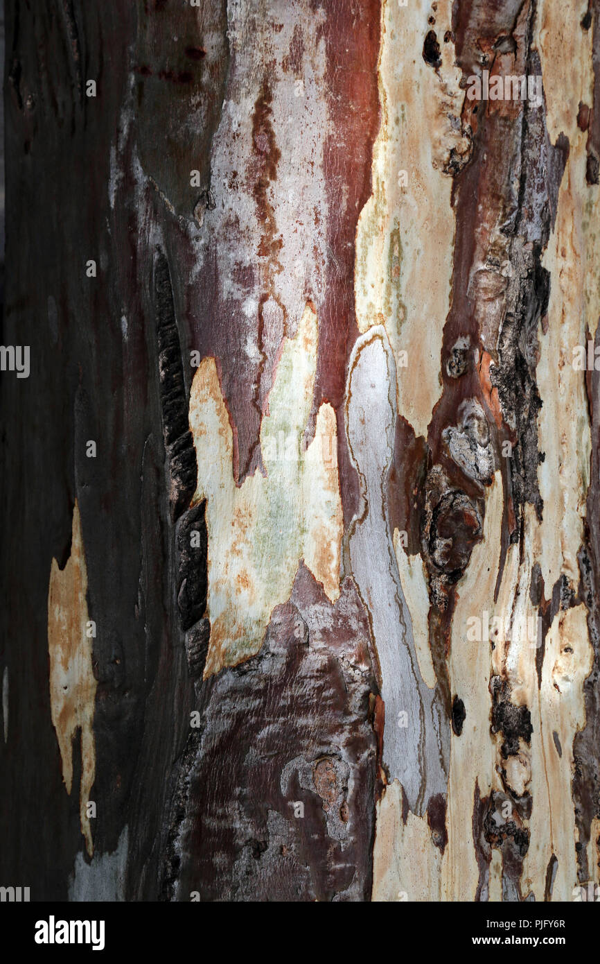Colourful bark hi-res stock photography and images - Alamy