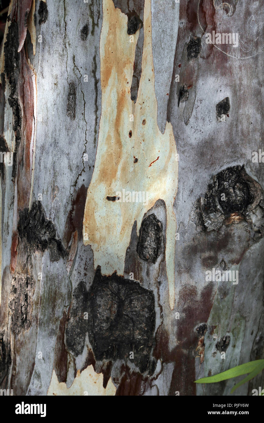 Colourful tree bark hi-res stock photography and images - Alamy