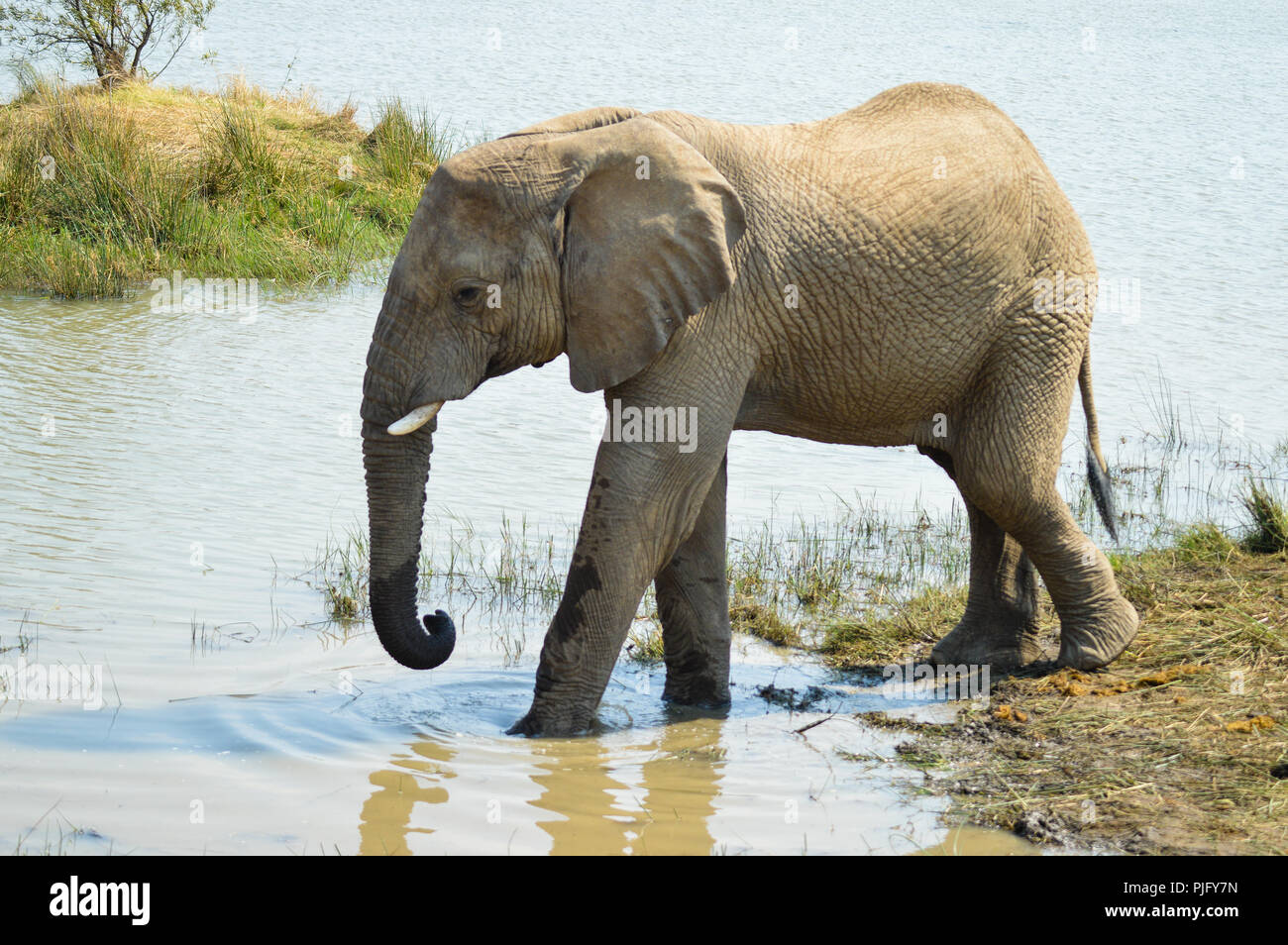 A big giant elephant walking alone in Krger game reserve during self ...