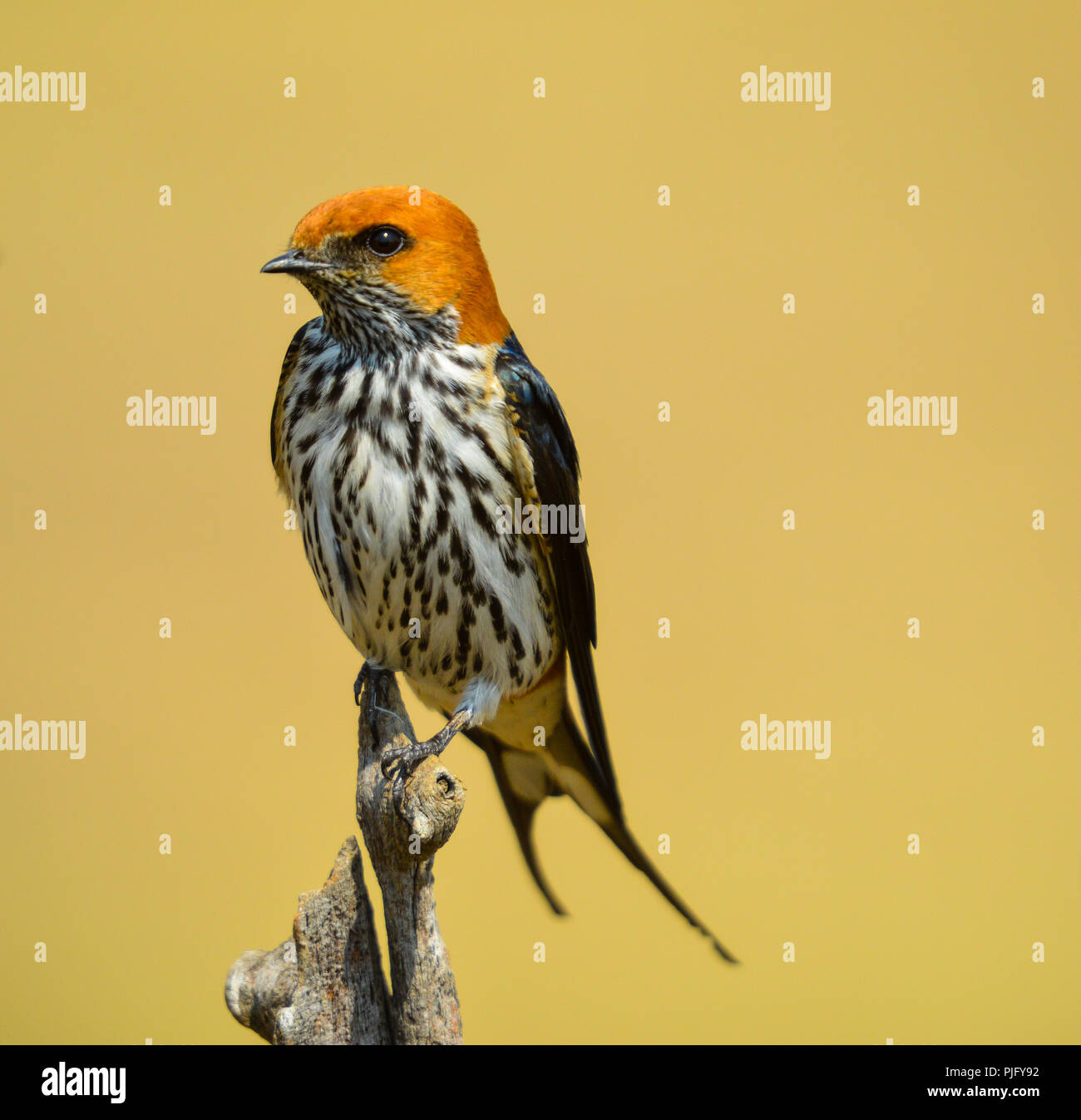Zoomed portrait of a lesser striped swallow bird in North kruger hide ...