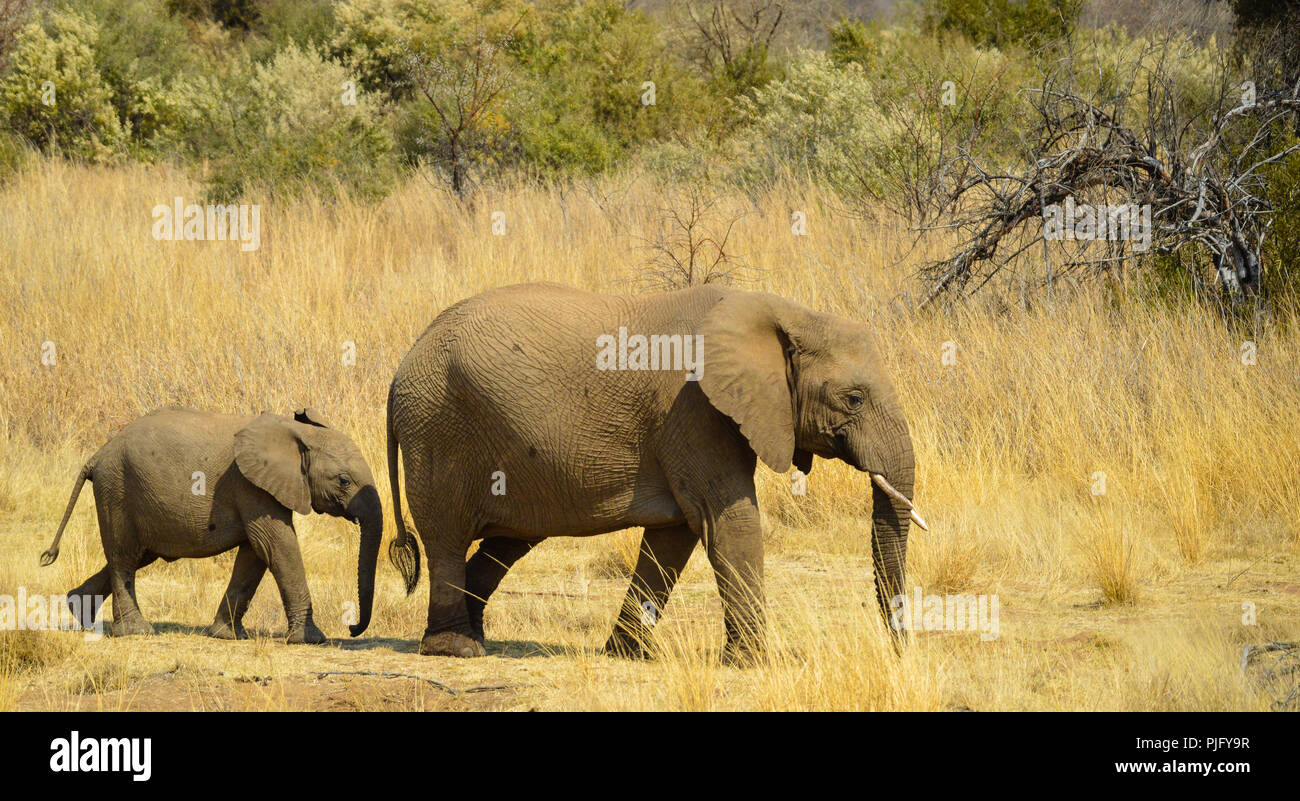 Walking behind elephant bush hi-res stock photography and images - Alamy