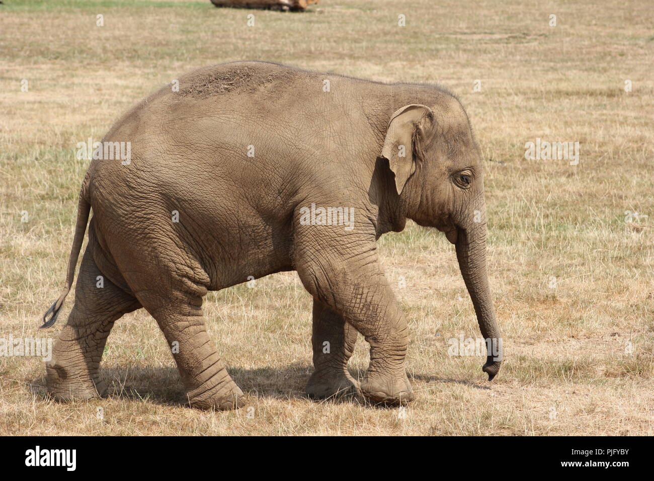 Zoo asian elephant hi-res stock photography and images - Alamy
