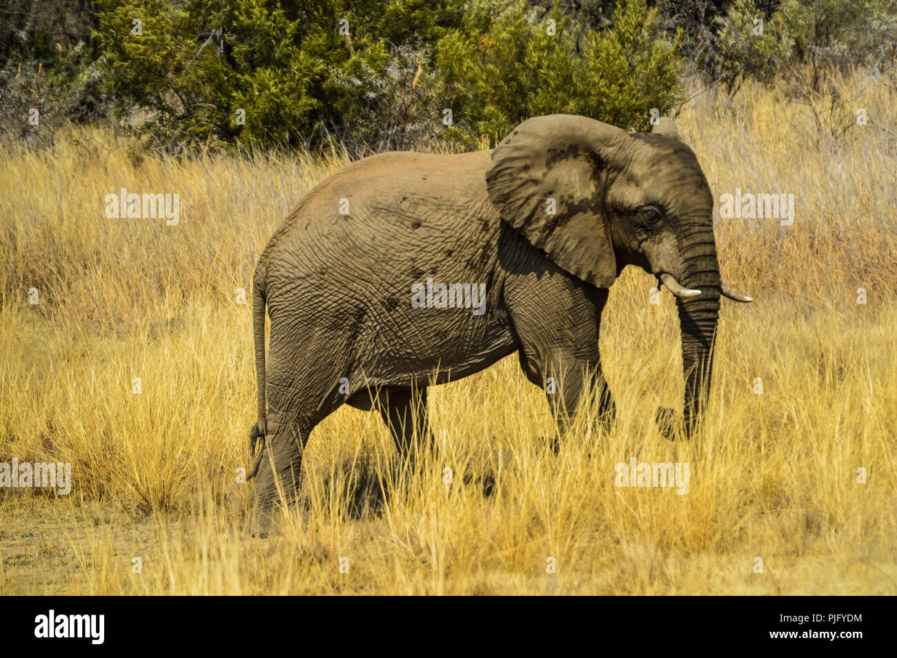 A giant bull musth or musht elephant walking alone in Kruger national ...