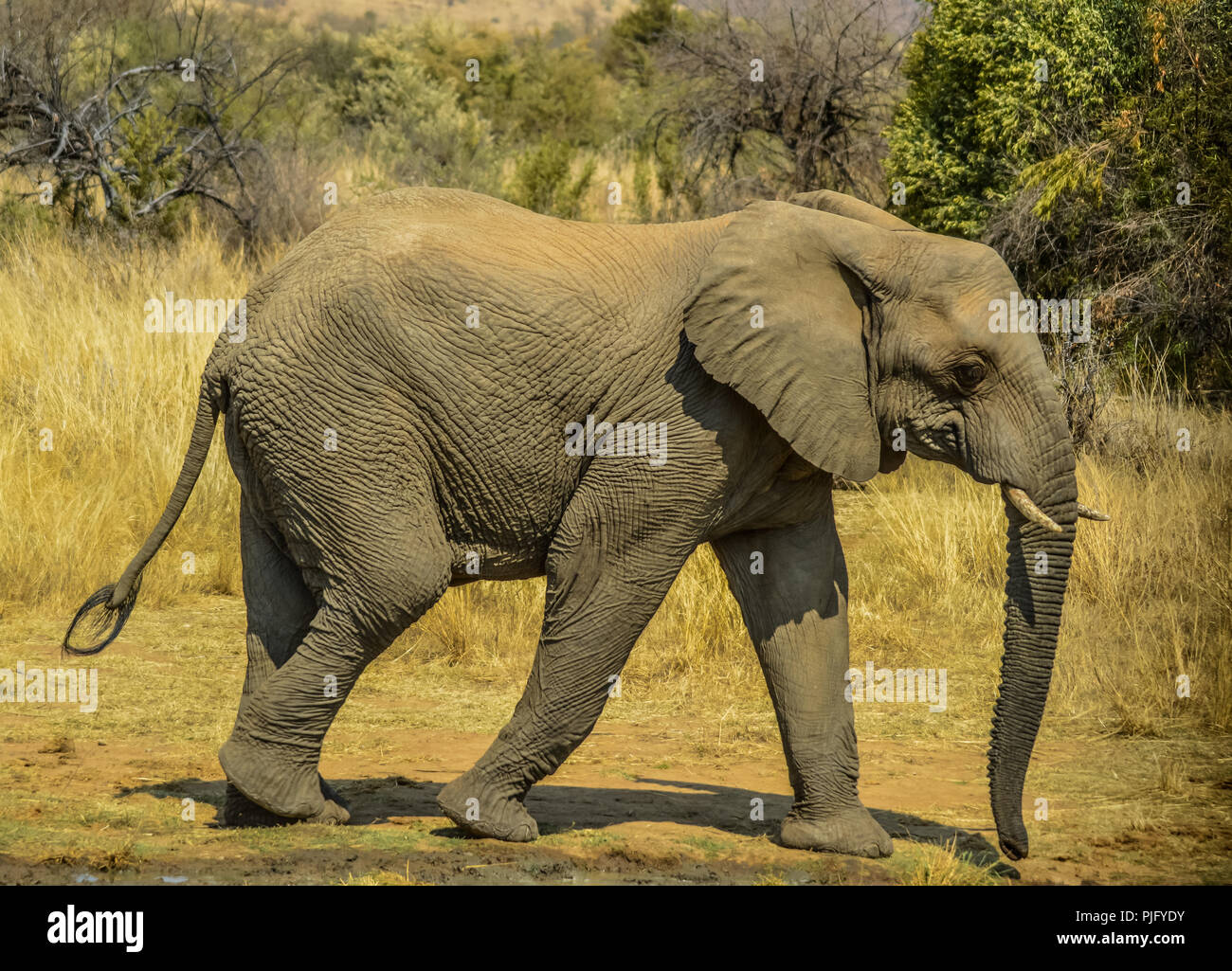 A giant male bull musth elephant in a game reserve in South Africa ...