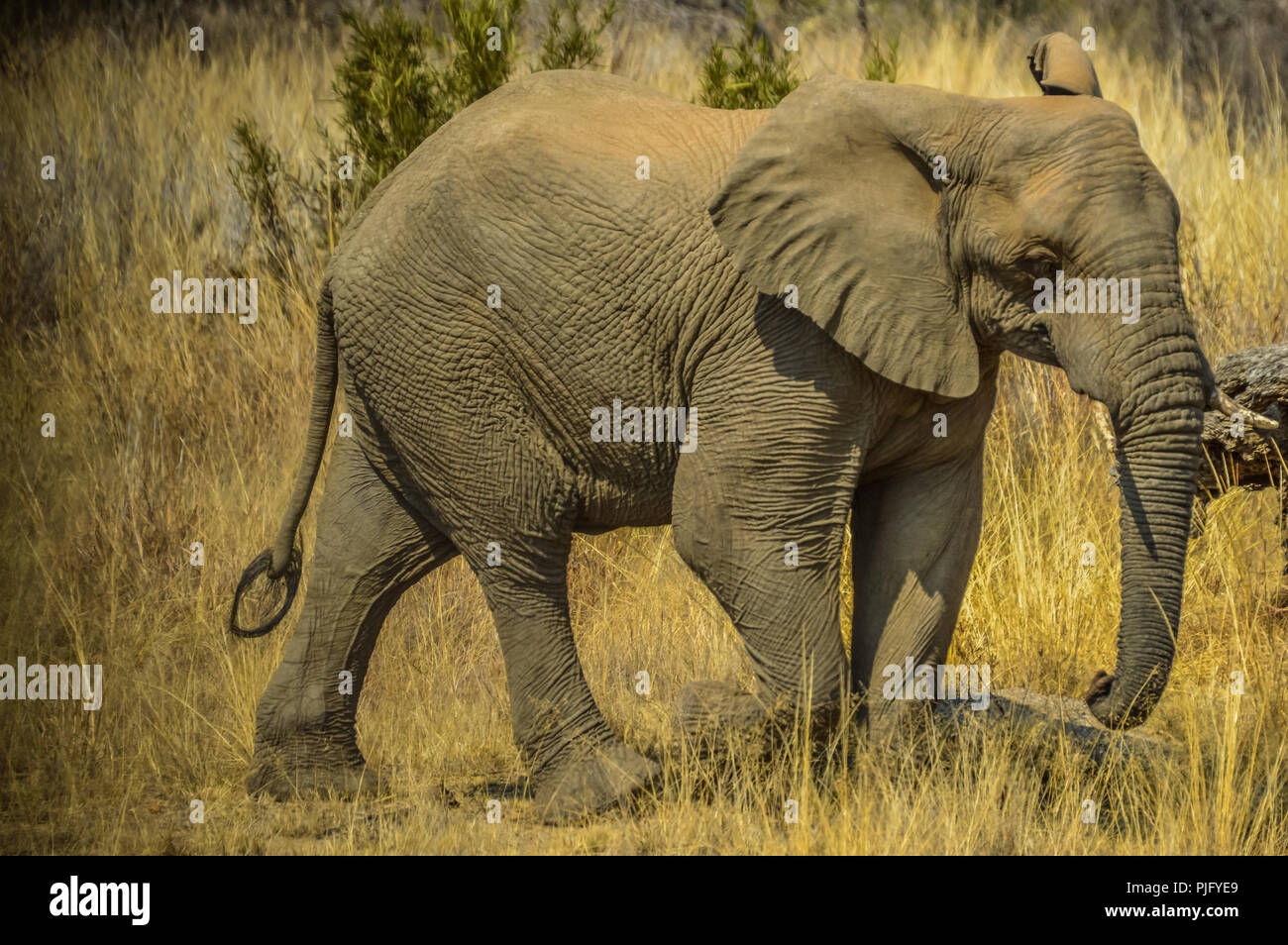 A giant male bull musth elephant in a game reserve in South Africa ...