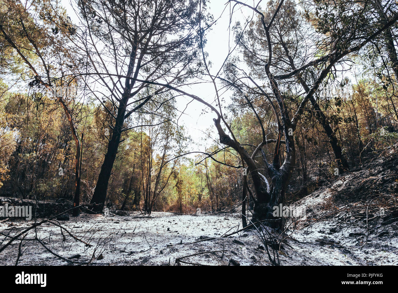 Burnt tree ashes hi-res stock photography and images - Alamy