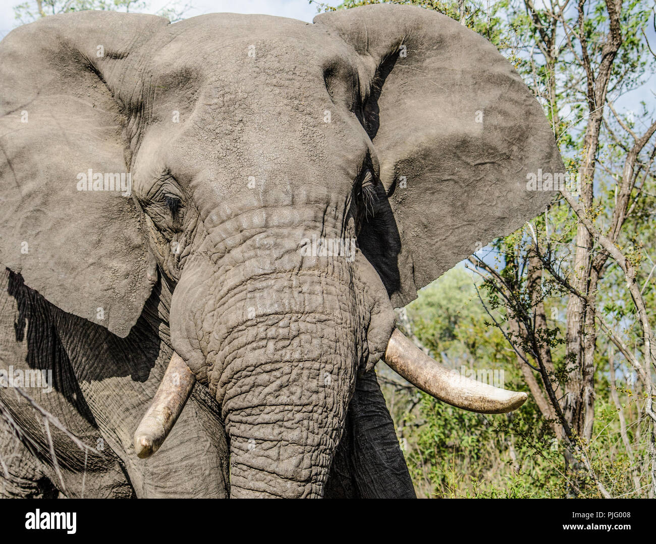 Manyeleti game reserve hi-res stock photography and images - Alamy