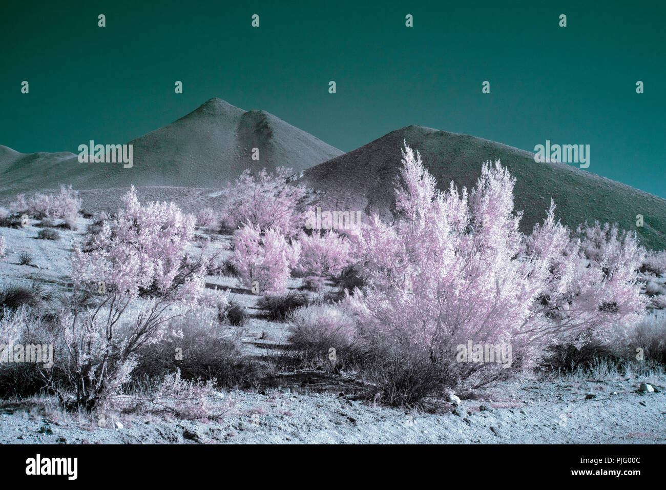 False color infrared of the Mojave Desert with bushes and barren ...