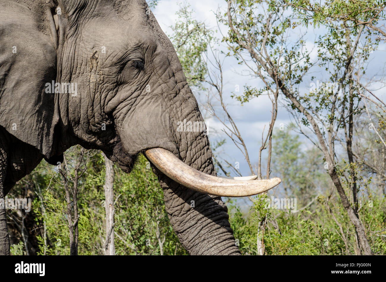 Manyeleti game reserve hi-res stock photography and images - Alamy