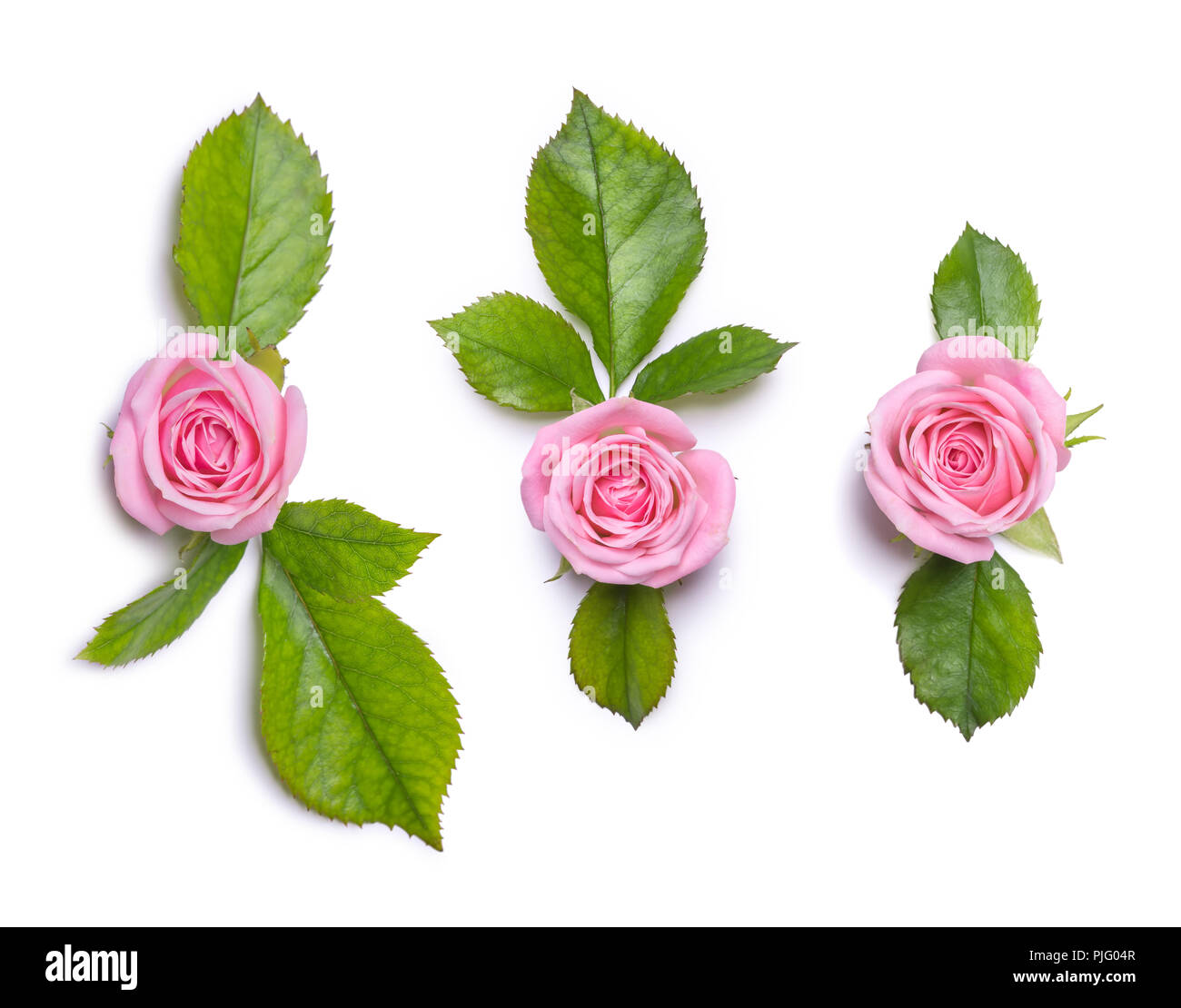 Set os pink roses isolated on a white background. Flat lay design, view ...