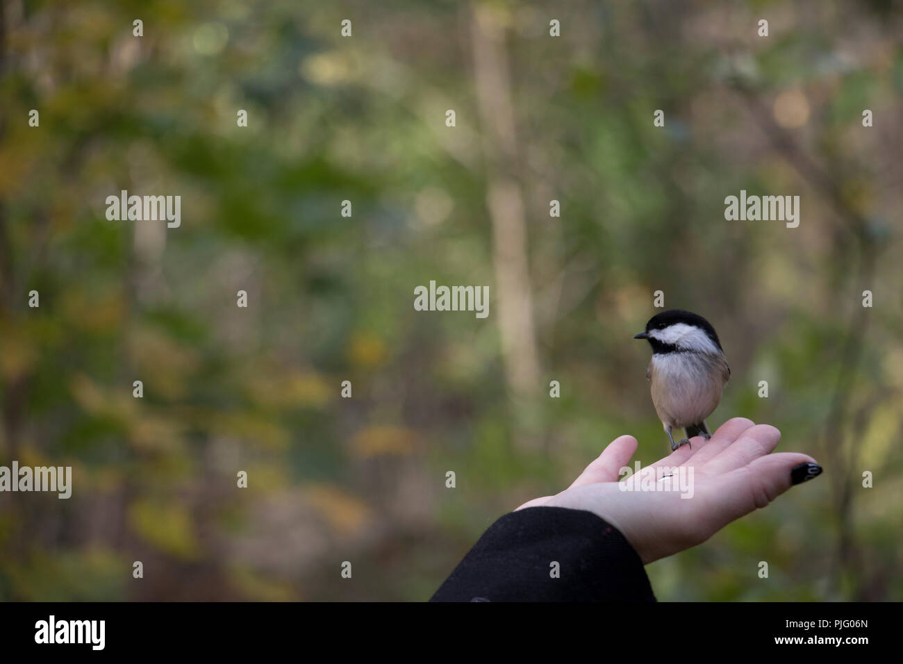 Bird in hand map hi-res stock photography and images - Alamy