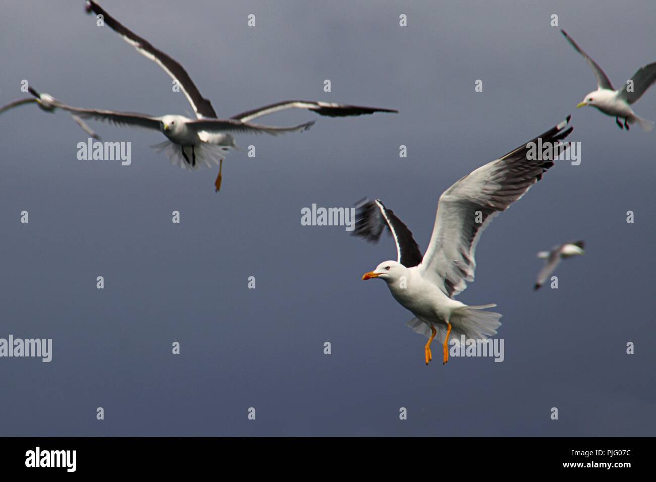 Iceland Seagull in Reykjavik Stock Photo - Alamy