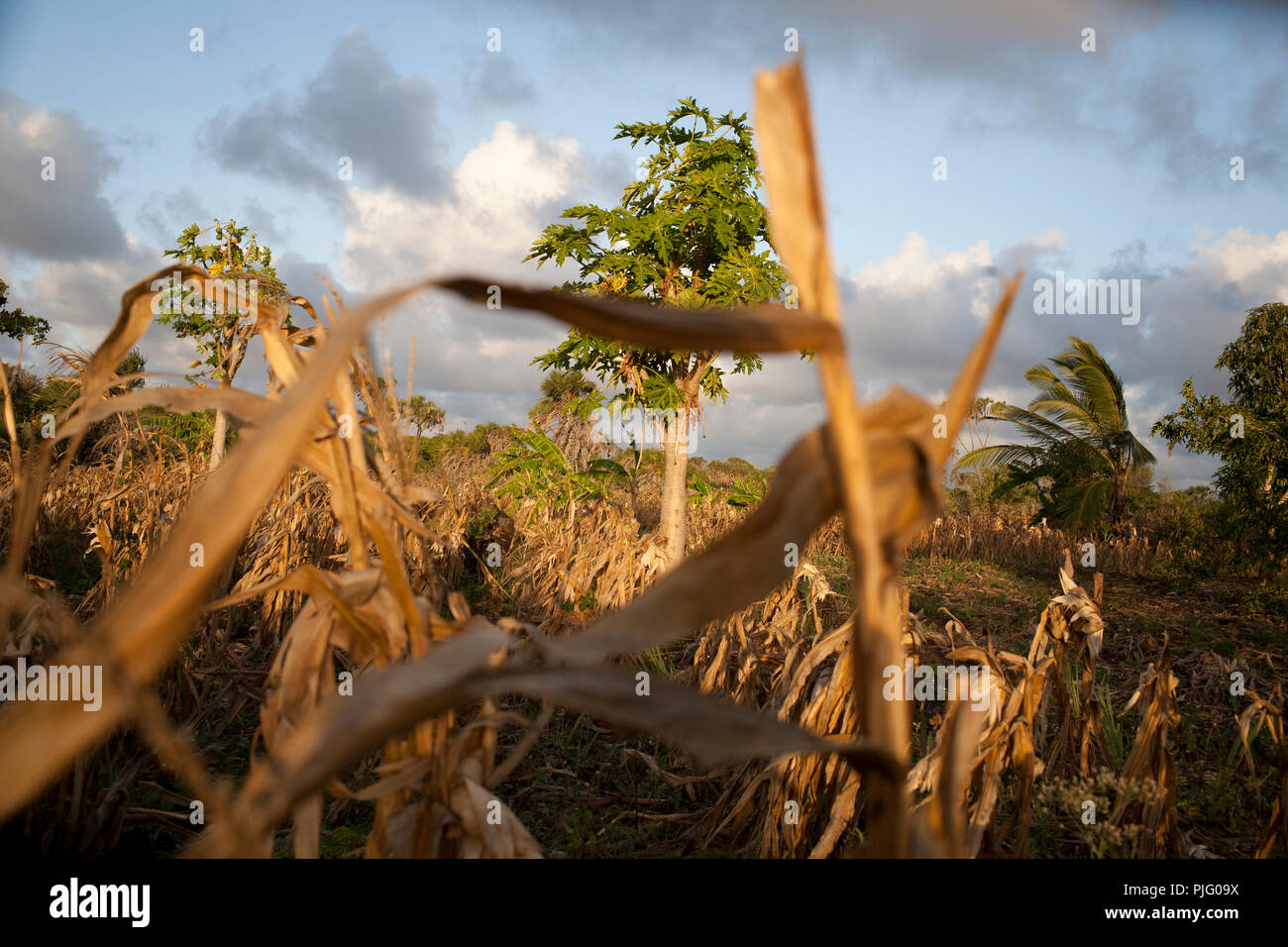 Maize field africa hi-res stock photography and images - Alamy