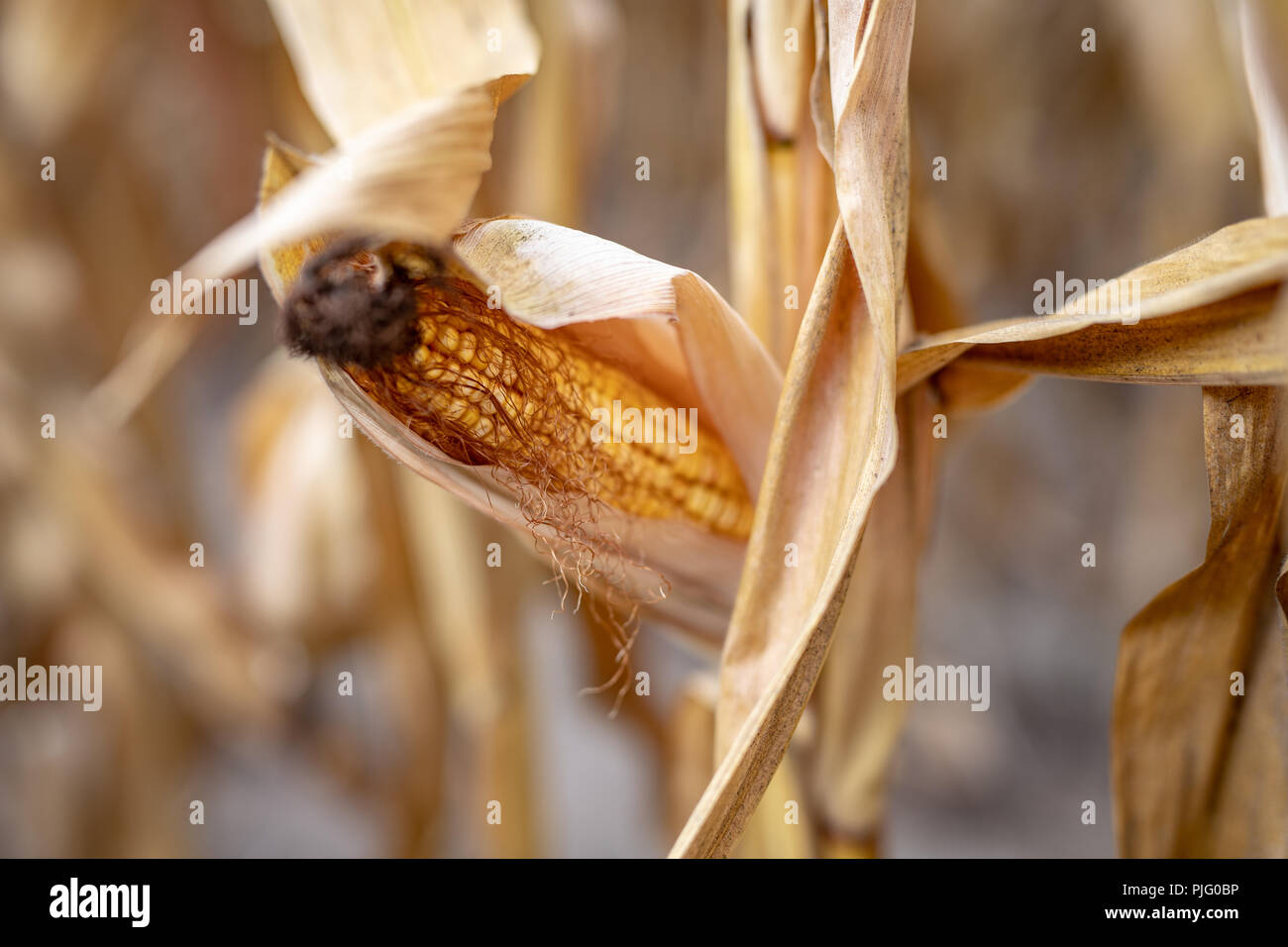 A field of corn ready for donation. Harvest destroyed by drought ...