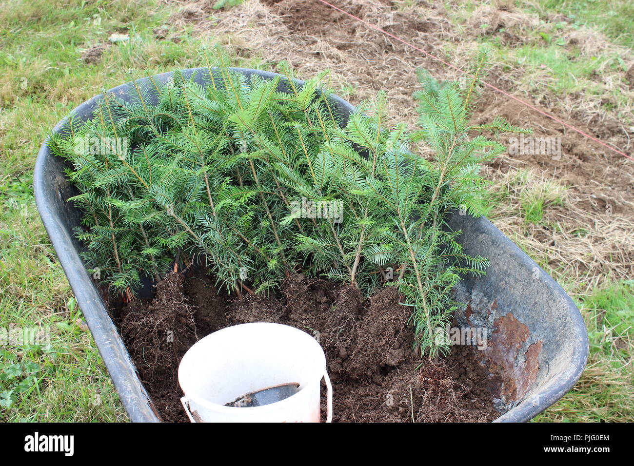 Fir tree seedlings hi-res stock photography and images - Alamy