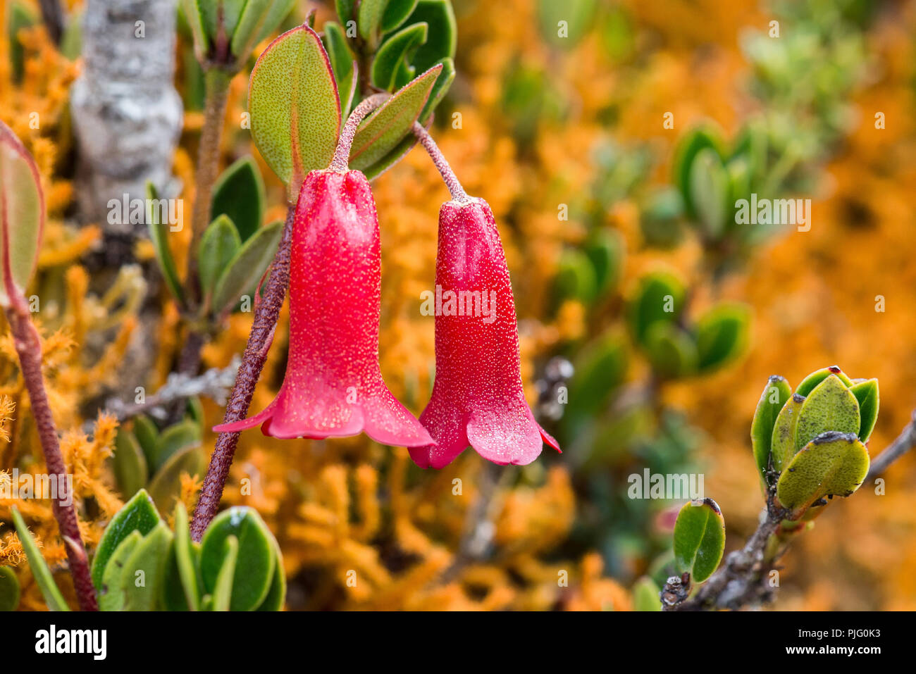 Red moss flowers hi-res stock photography and images - Alamy