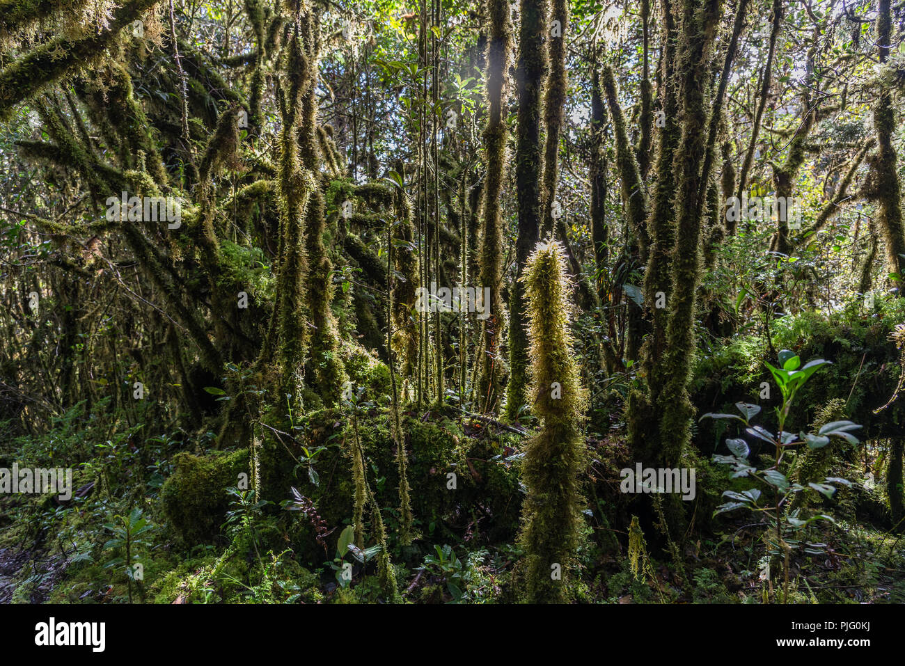 Montane forest hi-res stock photography and images - Alamy