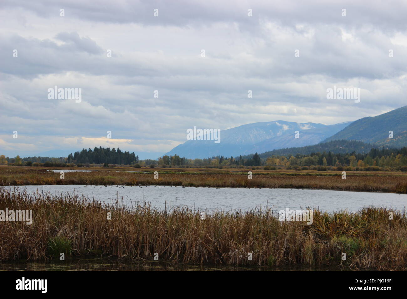 Wetlands habitat hi-res stock photography and images - Alamy