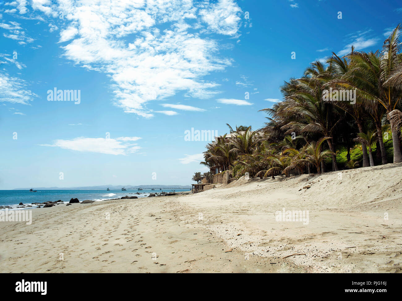 Palm trees and the wide, sandy Vichayito beach near Mancora beach town ...