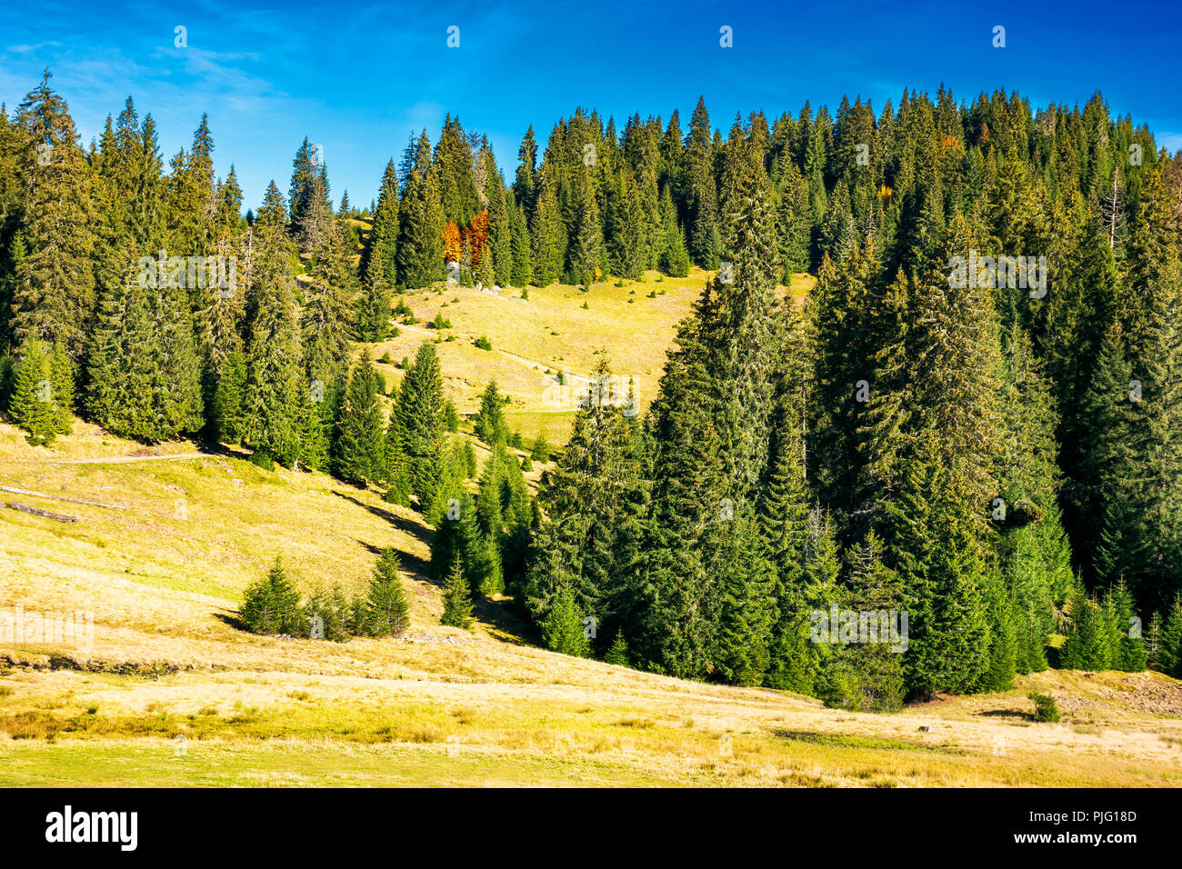 ancient spruce forest on the hill. beautiful scene of Apuseni Natural ...