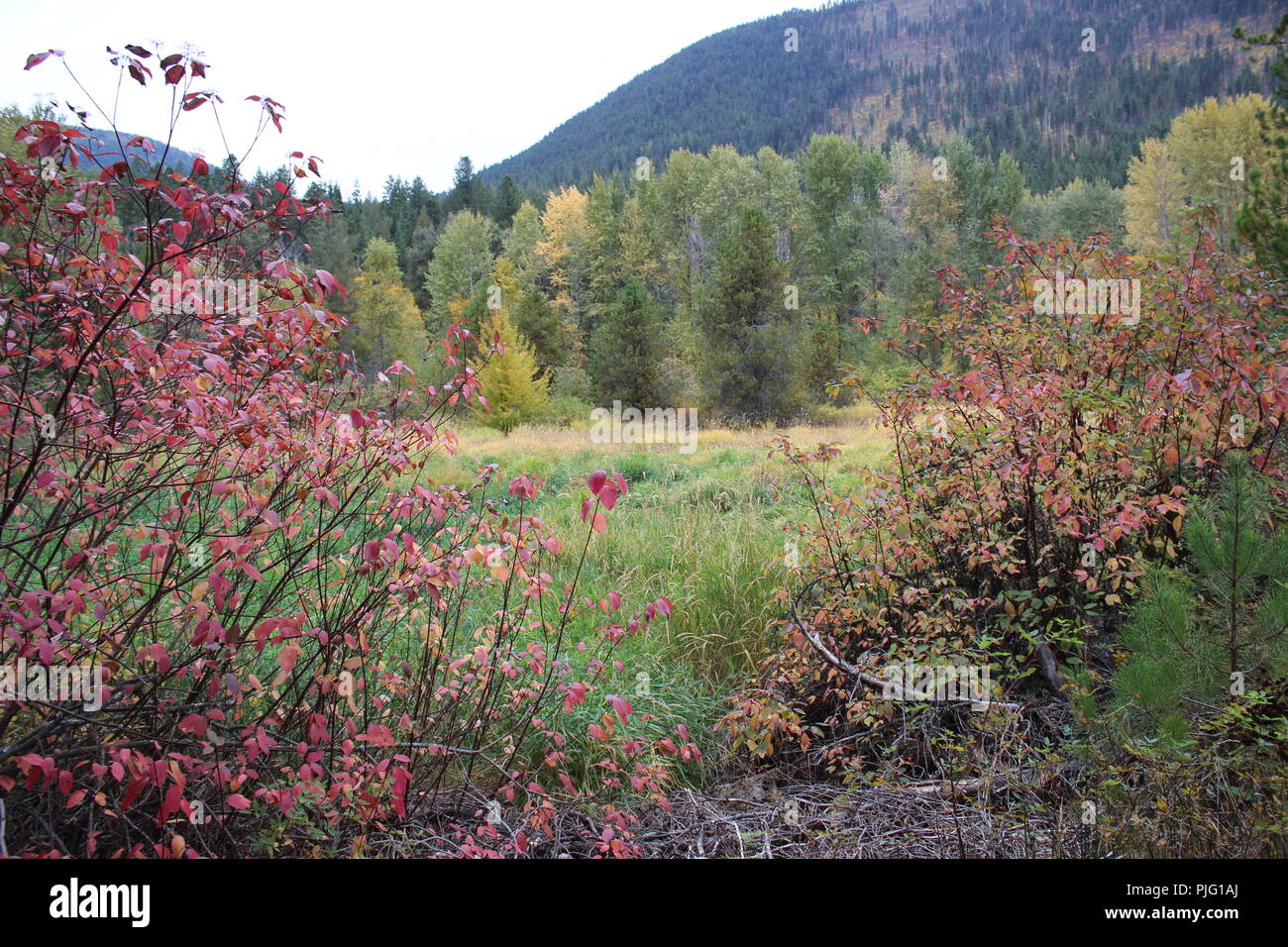 Fall Colour in the forest Stock Photo - Alamy