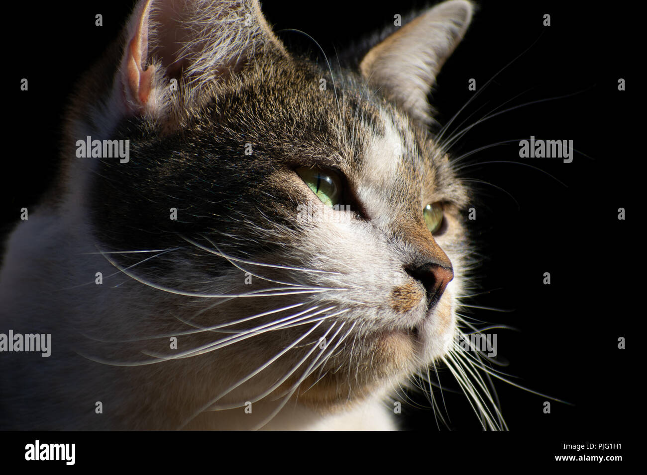 Cat in sunset hi-res stock photography and images - Alamy
