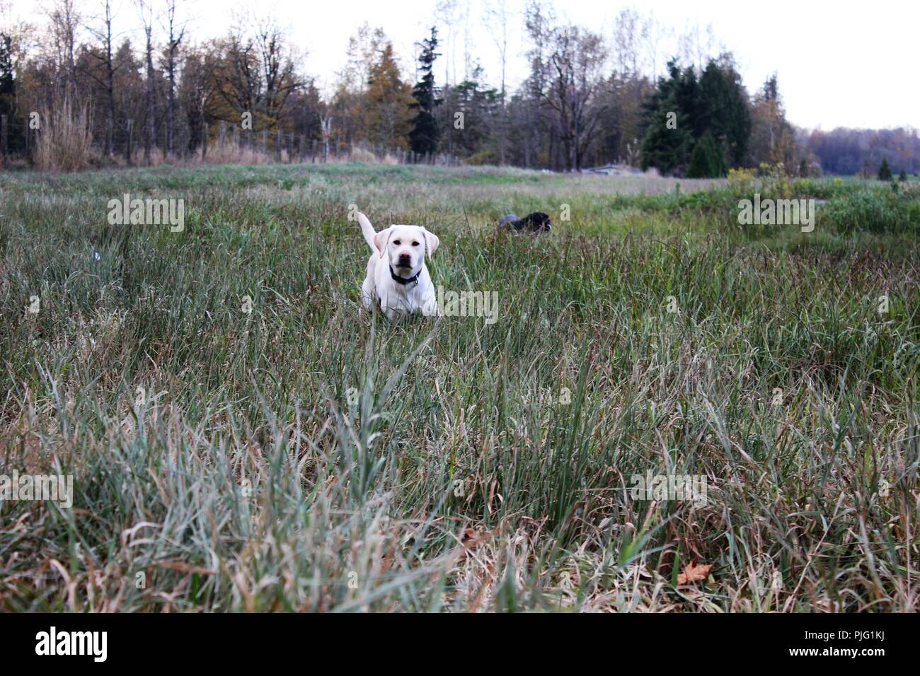 yellow lab field Stock Photo - Alamy