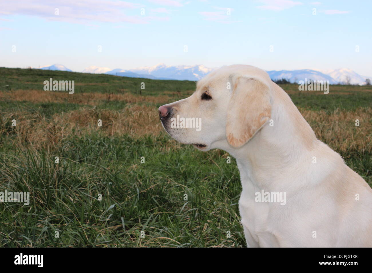 yellow lab field Stock Photo - Alamy