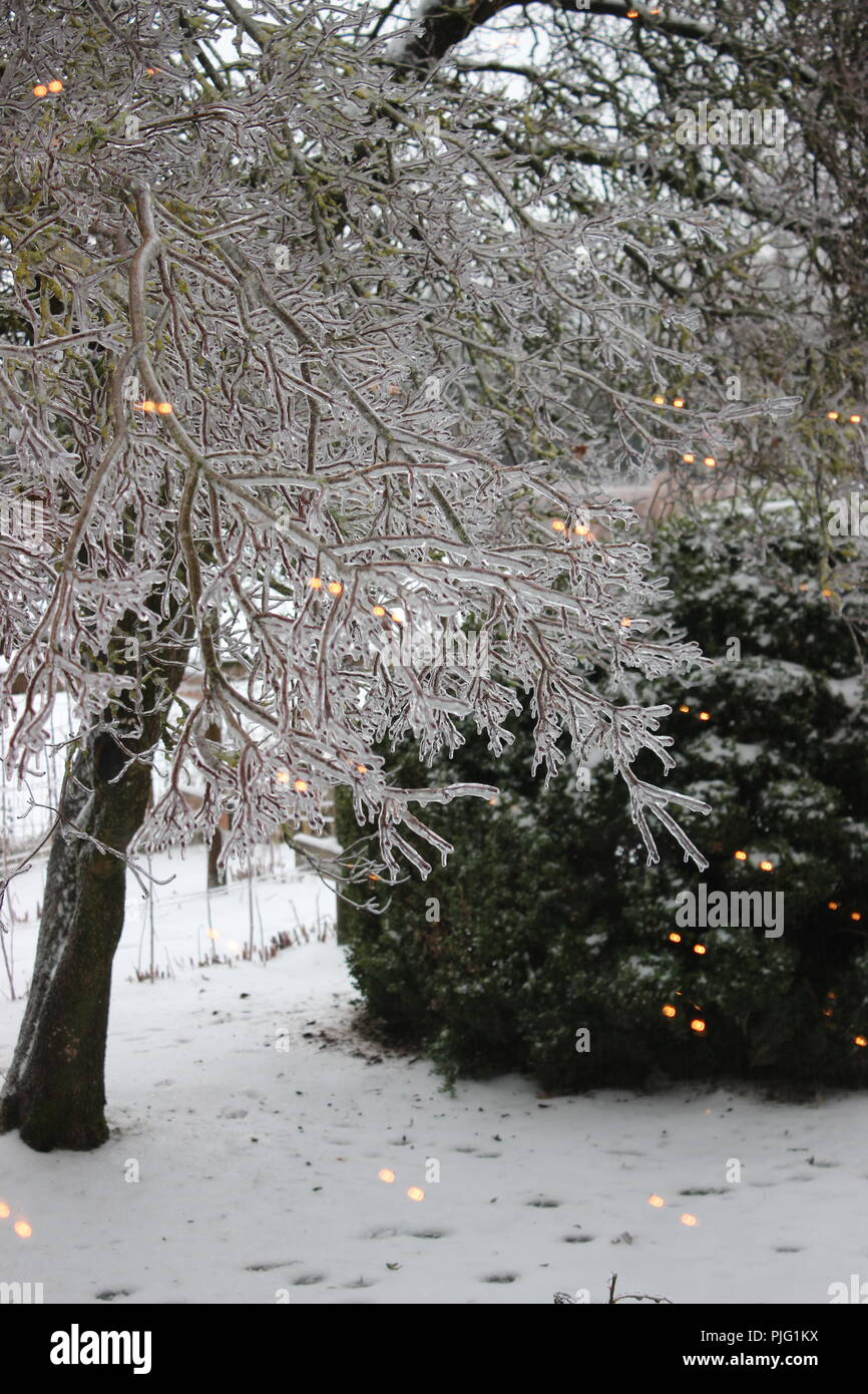 trees in the ice storm Stock Photo - Alamy