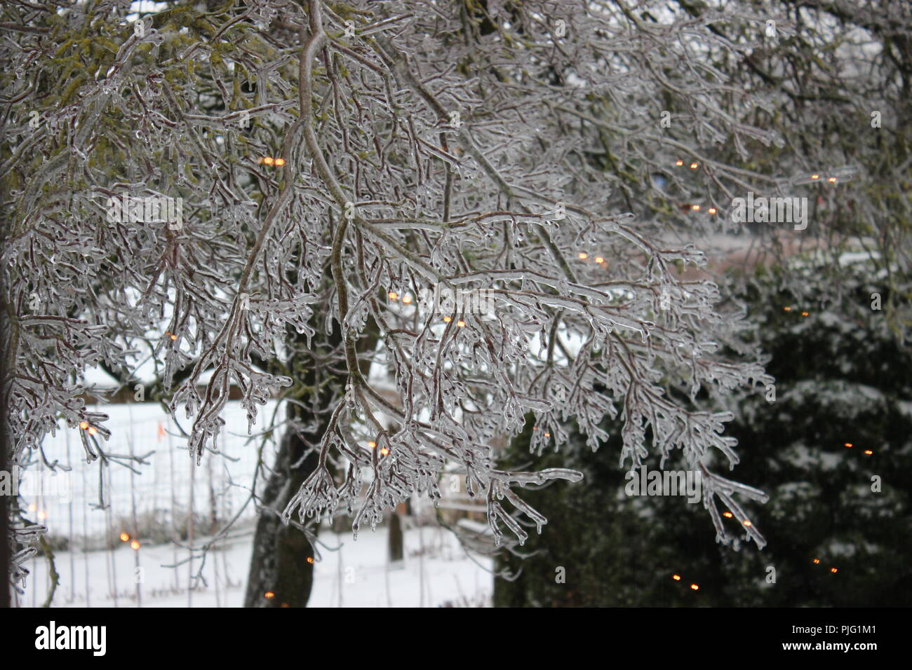 trees in the ice storm Stock Photo - Alamy