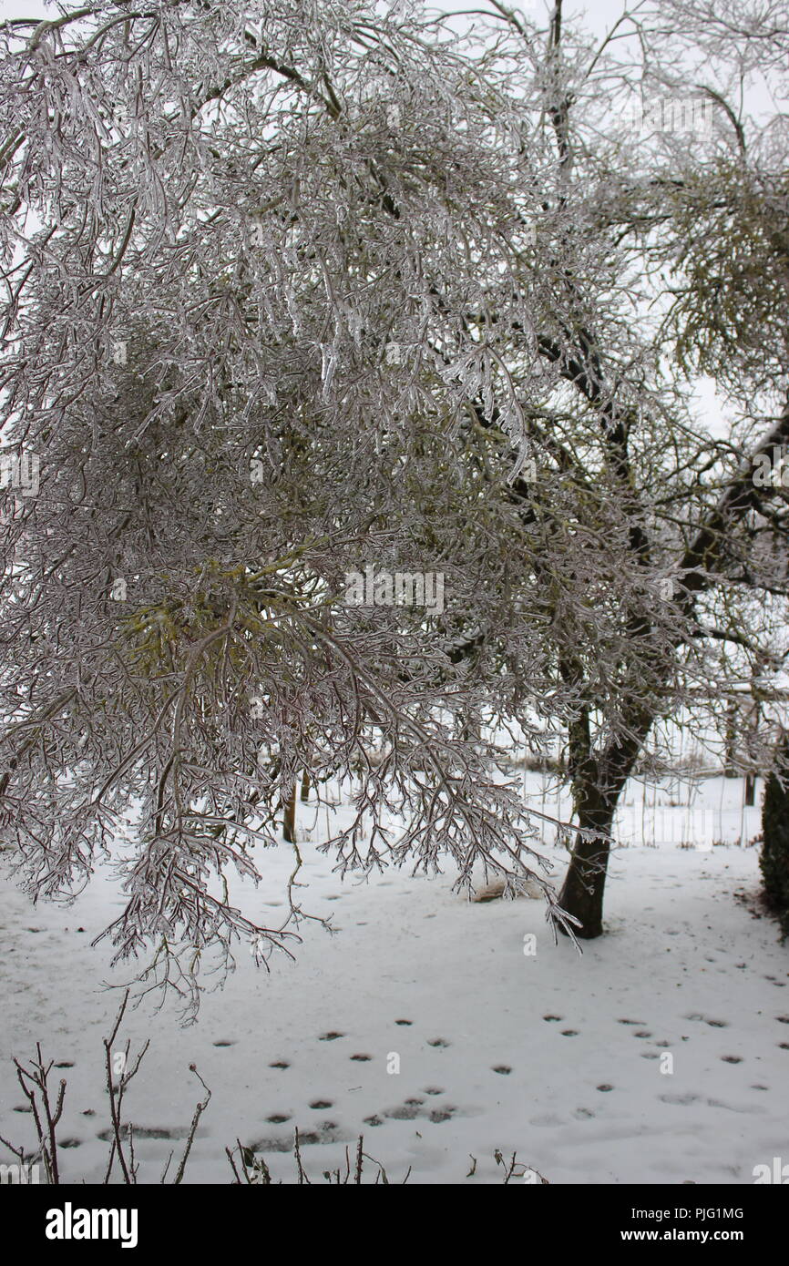 Twinkling trees hi-res stock photography and images - Alamy