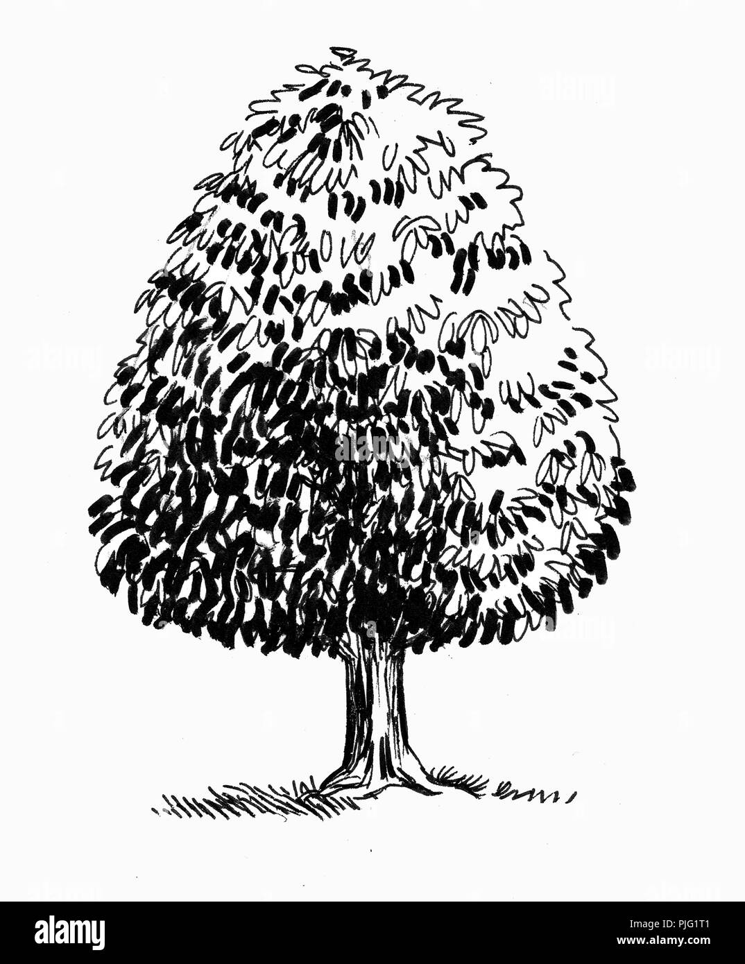 Single tree. Ink black and white drawing Stock Photo - Alamy