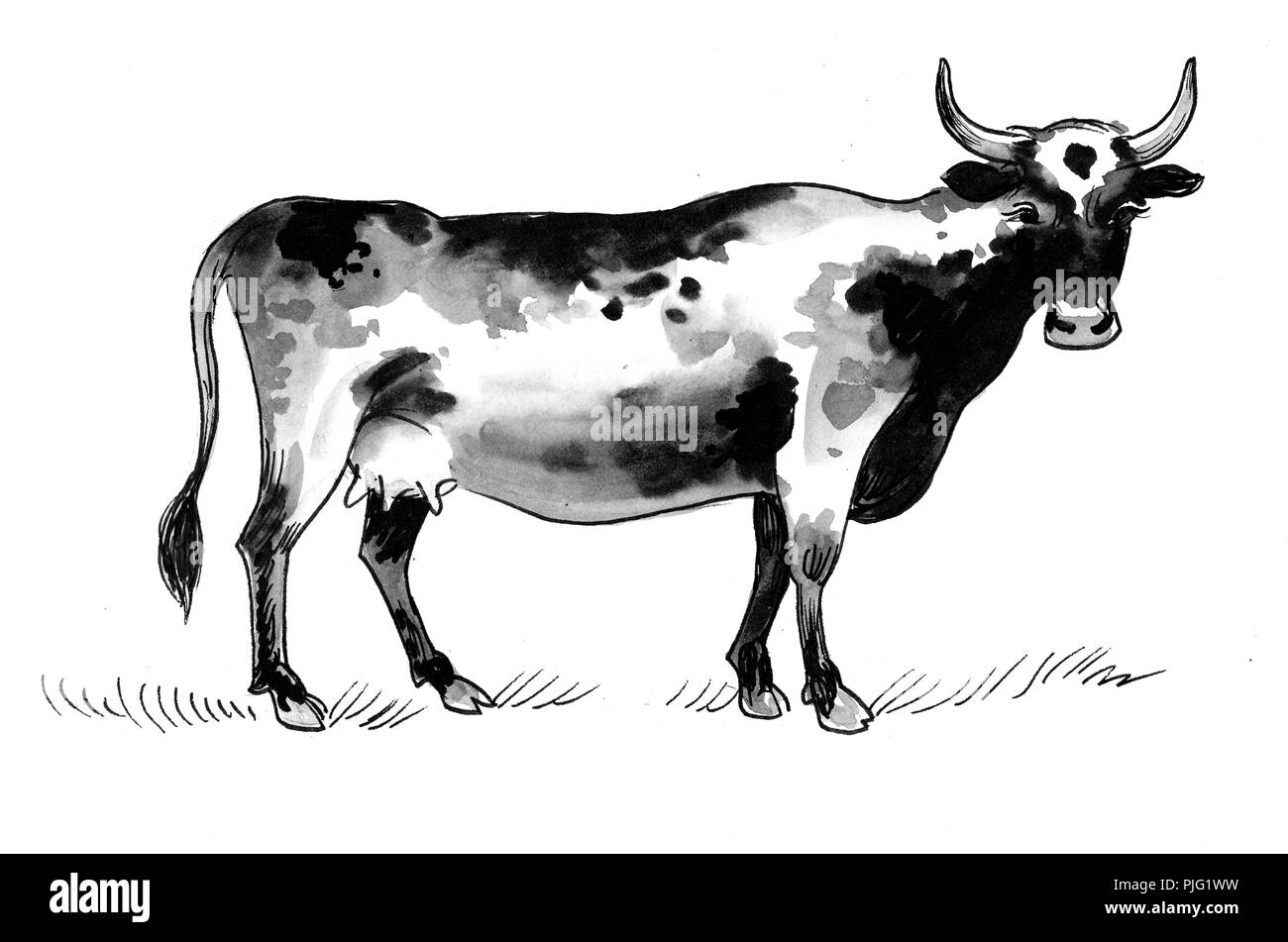 Ink standing cow animal hi-res stock photography and images - Alamy