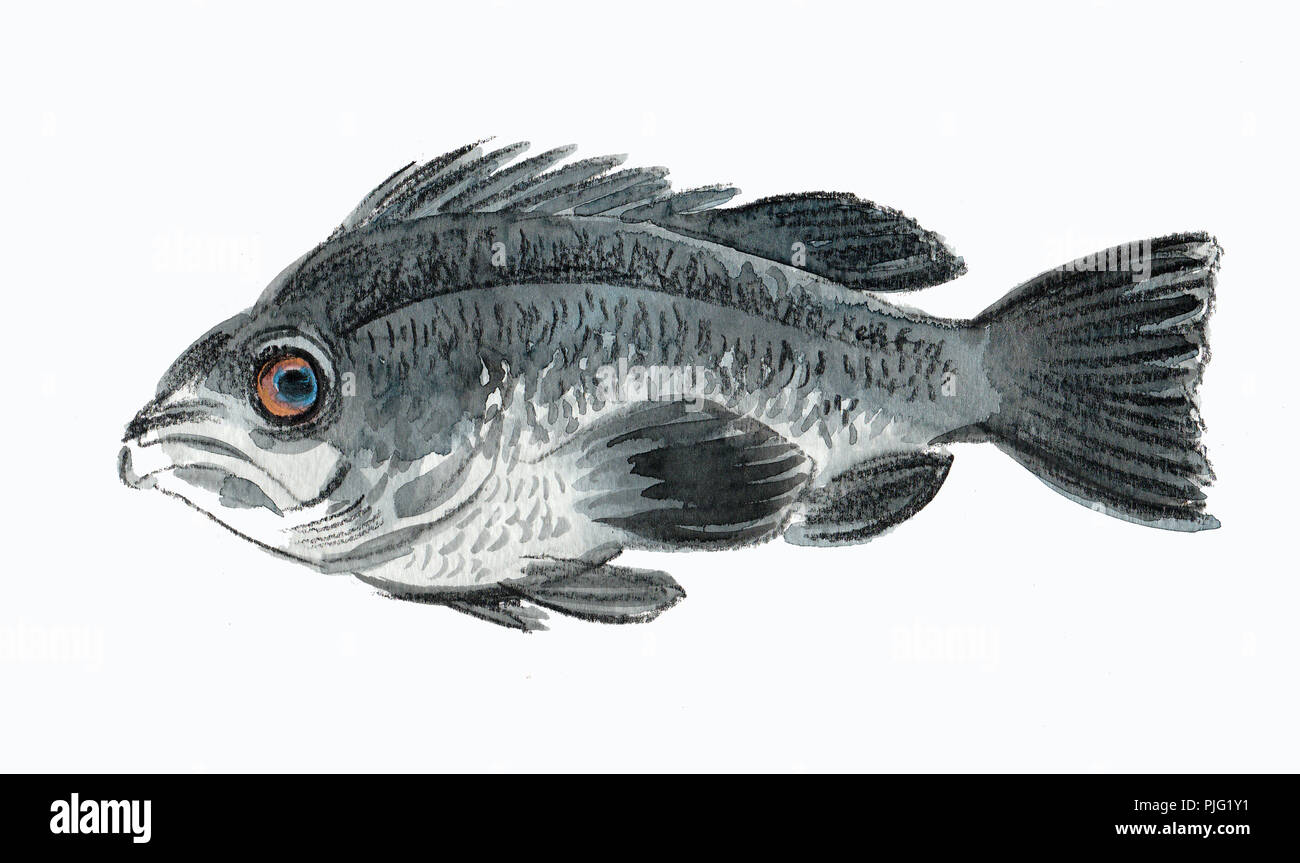 Ink and watercolor sketch of a tropical fish Stock Photo - Alamy