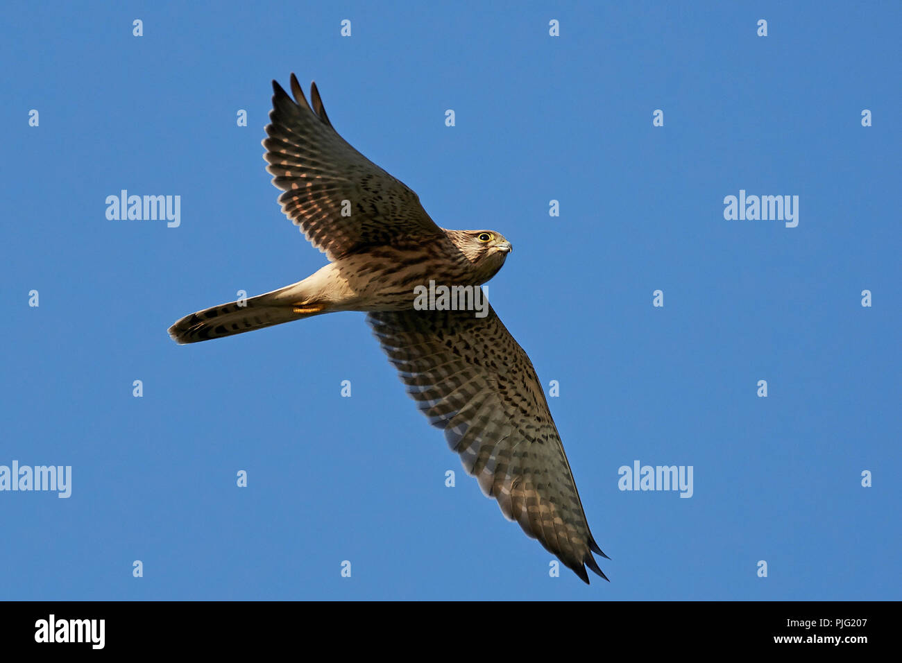 Common kestrel in flight in its natural habitat in Denmark Stock Photo ...