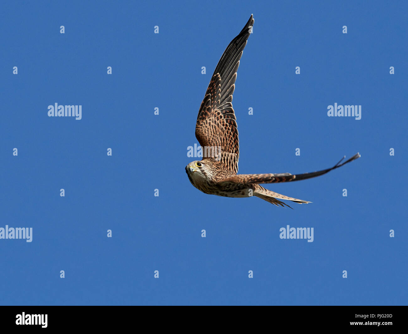 Common kestrel in its natural habitat in Denmark Stock Photo - Alamy