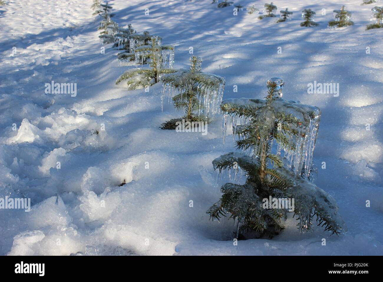 Christmas Trees After an Ice Storm Stock Photo - Alamy