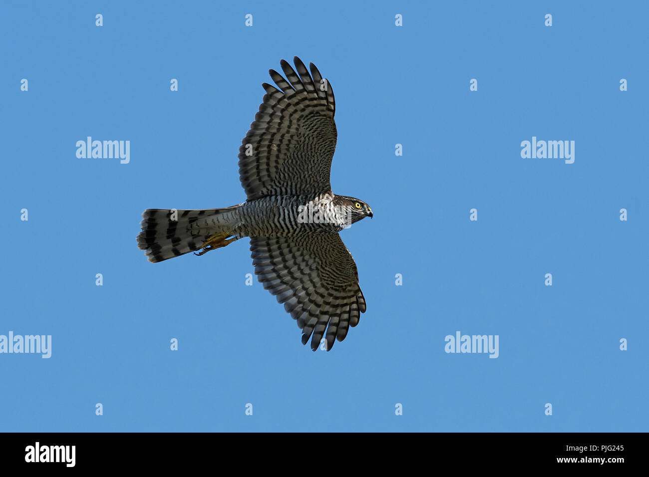 Eurasian sparrowhawk in flight in its natural habitat Stock Photo - Alamy