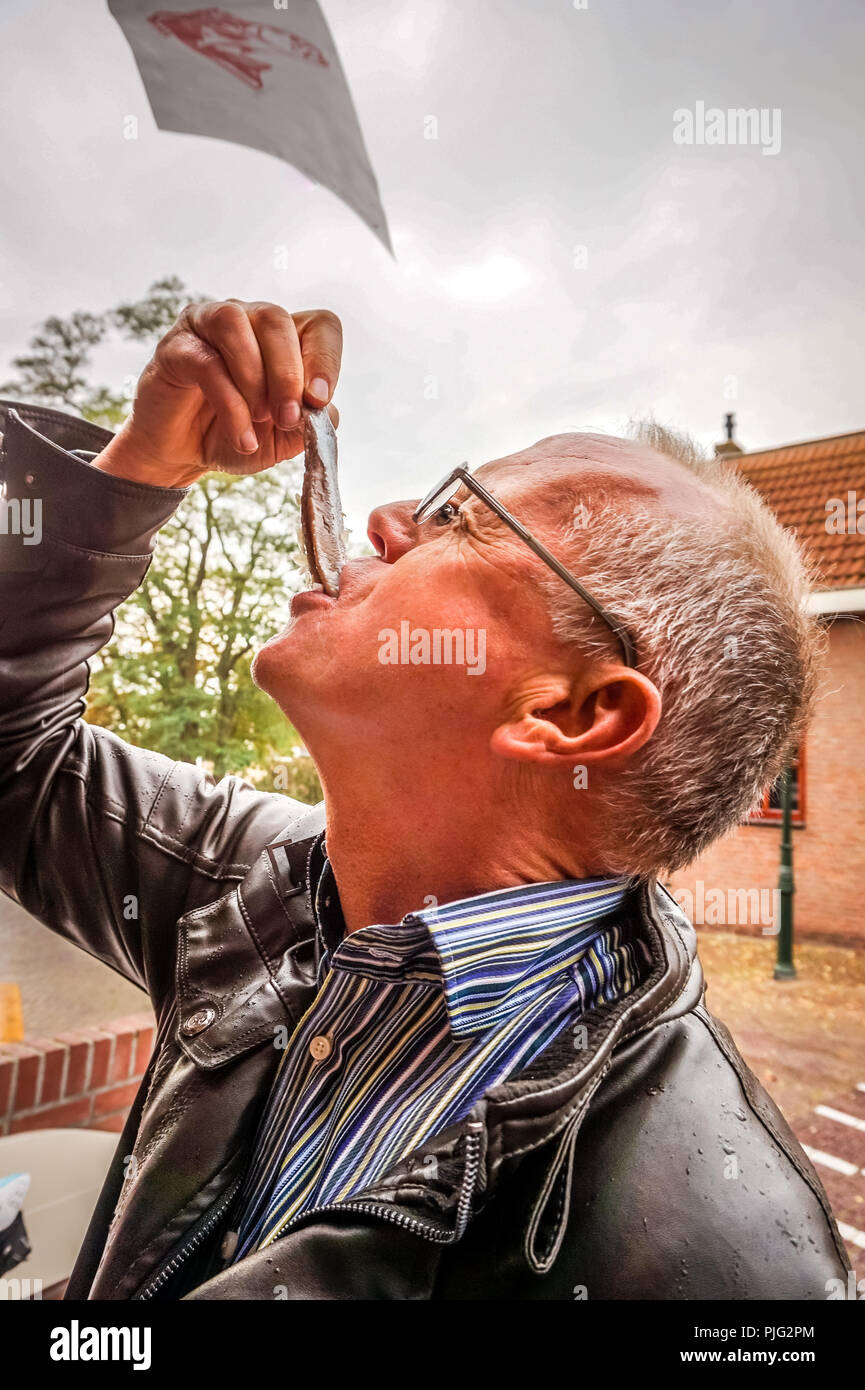 A senior eating pickled Herring (Zoute Haring) the traditional way in ...