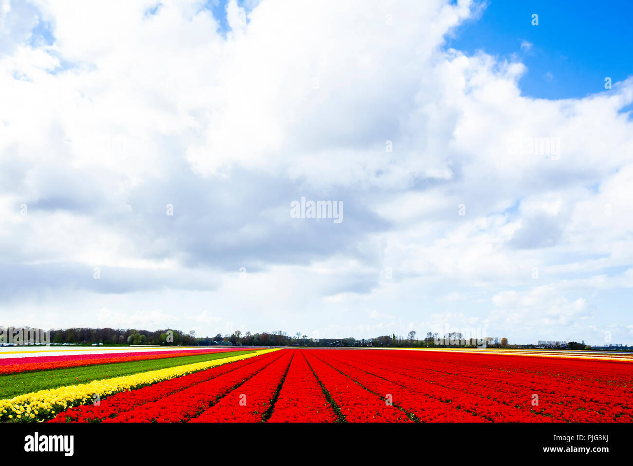 Colorful tulip flower field panoramic landscape view at Amsterdam ...