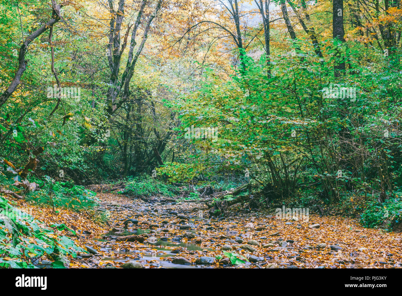 Autumn Landscape With Rivulet In The Forest Stock Photo - Alamy