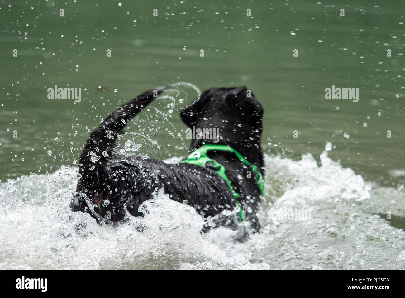 Black labrador retriever swimming in water hi-res stock photography and ...