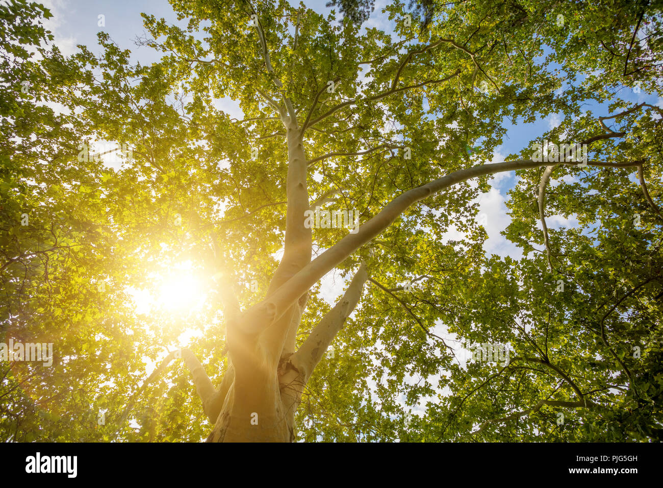 tree top in fall season against blue sky with sun light Stock Photo - Alamy